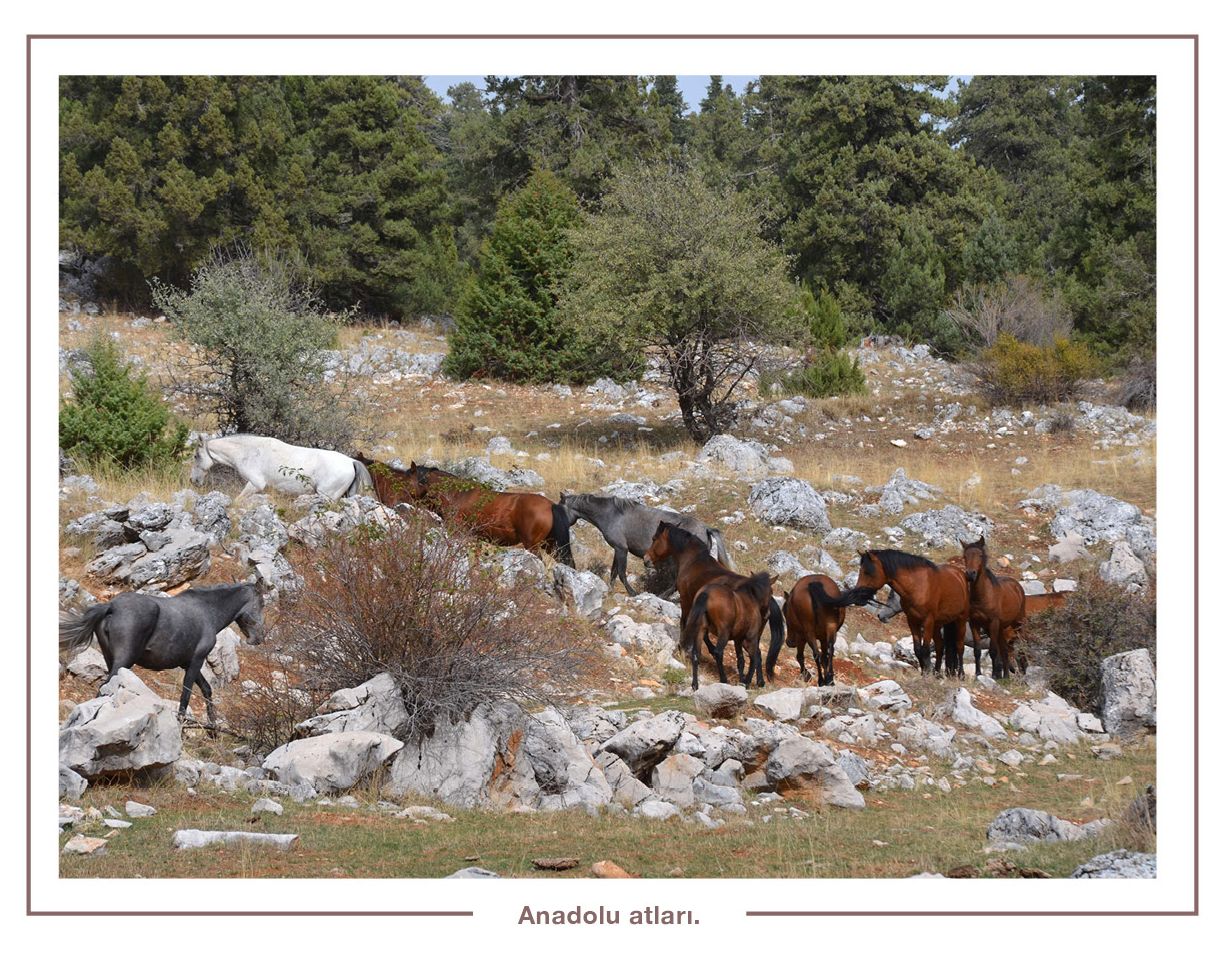 Araplar ile Türklerin Ortak Aşkı: Atlar » MkwPhoto